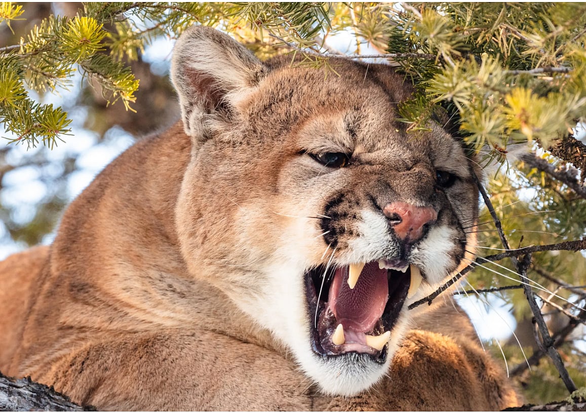 Cougar attack in Banff National Park leaves one person hospitalized