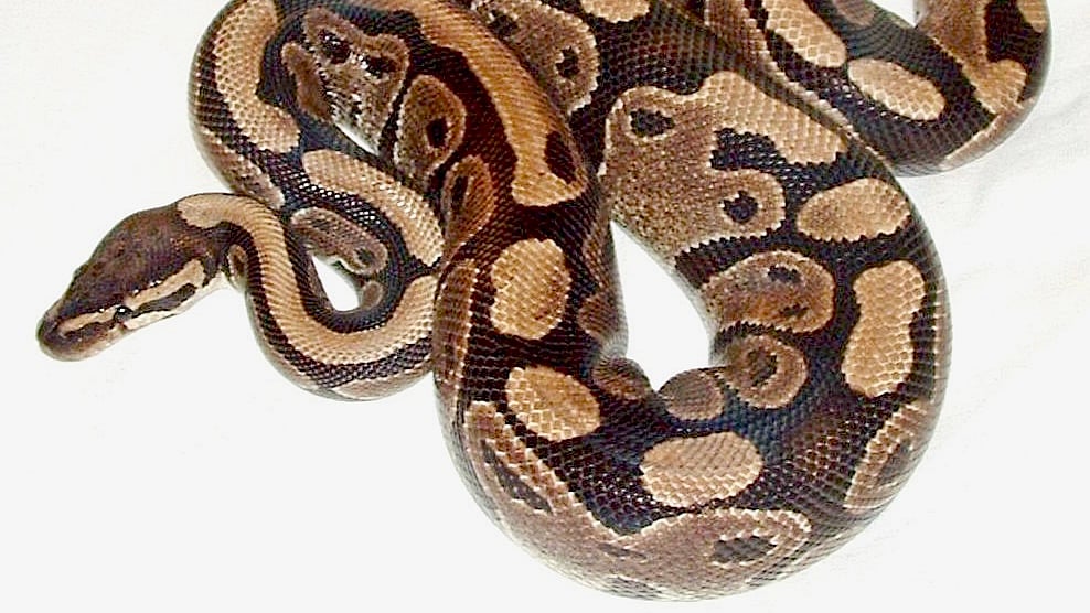 SNAKE EYES: Wayward ball python sparks K-Country warning