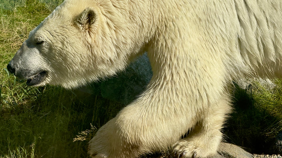 BREAKING: Calgary Zoo polar died of broken trachea during rough play ...
