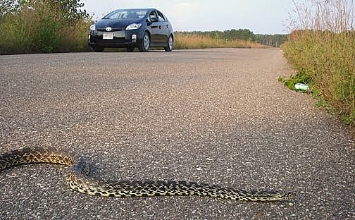 SNAKE BIT: Alberta’s slithery roadkill numbers soaring