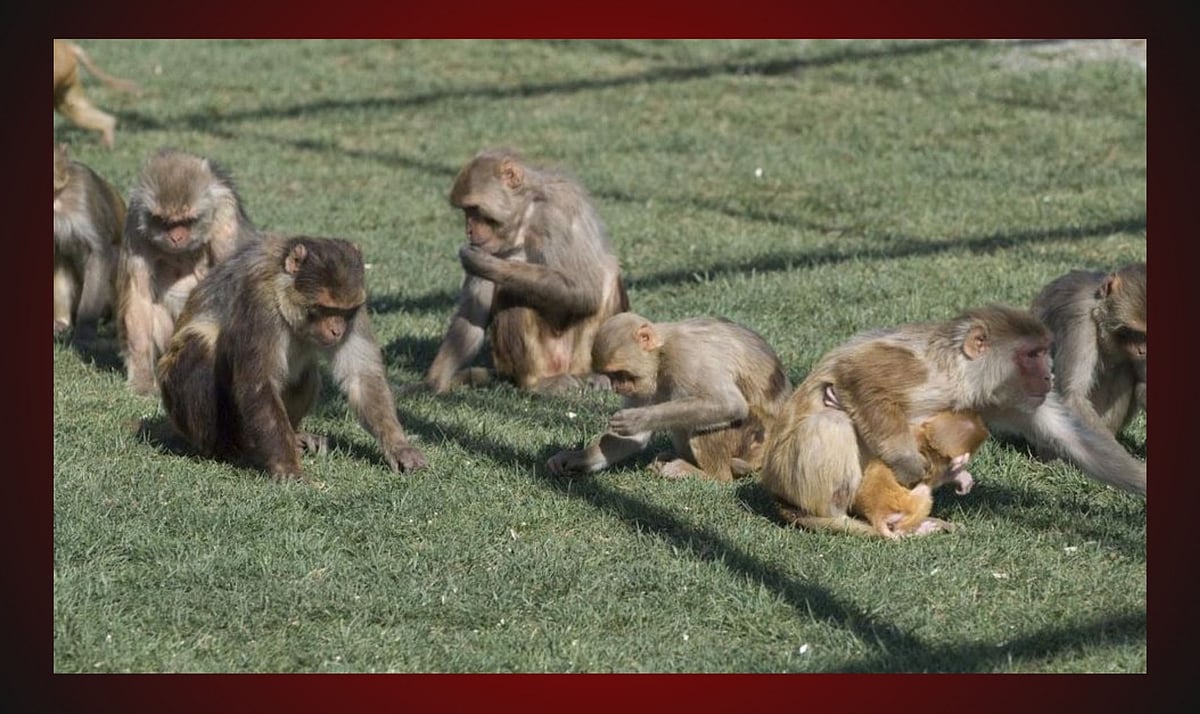 MONKEY BUSINESS: Dozens of research primates escape lab in South Carolina