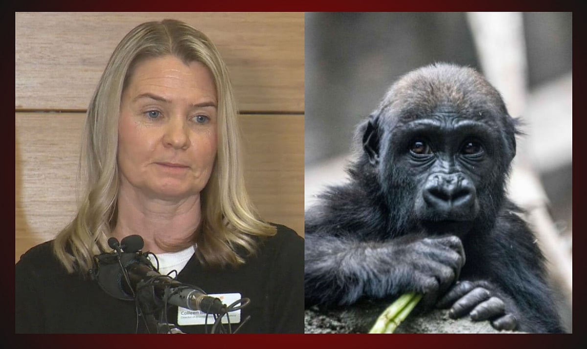 BREAKING: Investigation reveals gorilla’s death at Calgary Zoo was ...