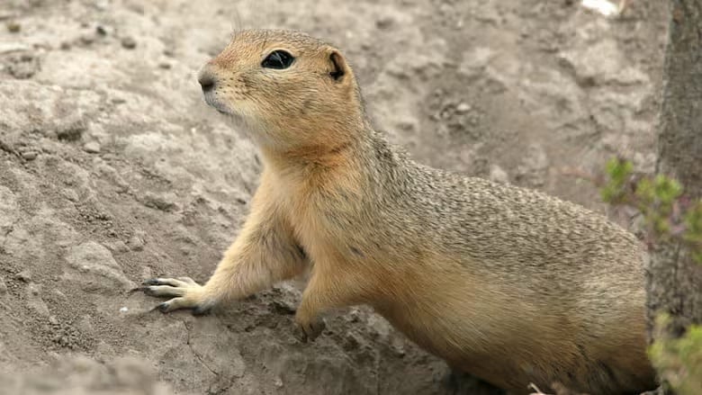 GOPHERS GONE WILD: Population crisis worsens in Alberta after ...