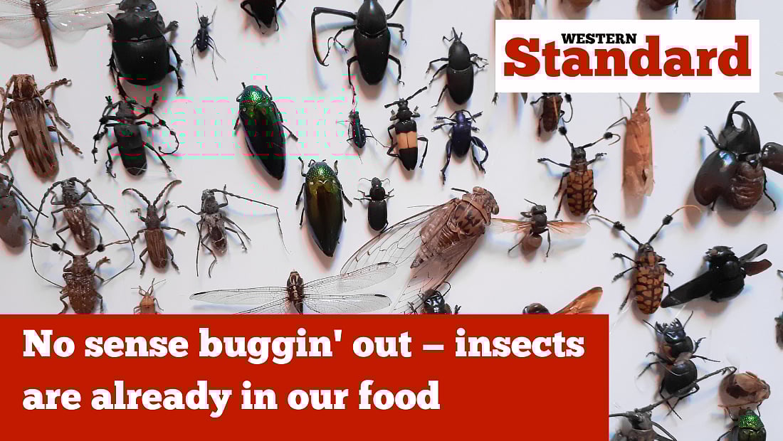 No sense buggin' out — insects are already in our food