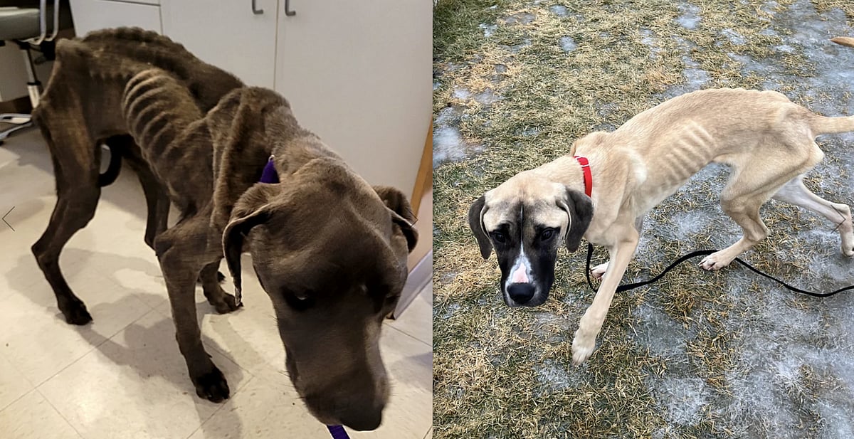 Starving dogs ate blanket and wood to survive, BC SPCA says