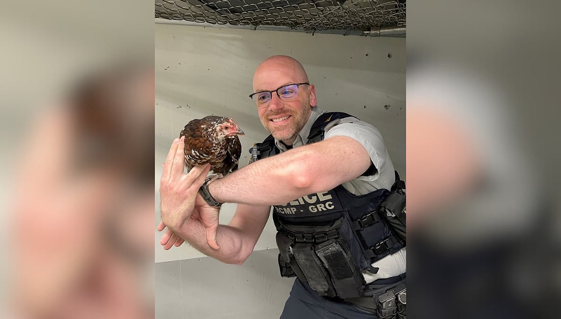 Mounties suspect fowl play in attack on friendly chicken
