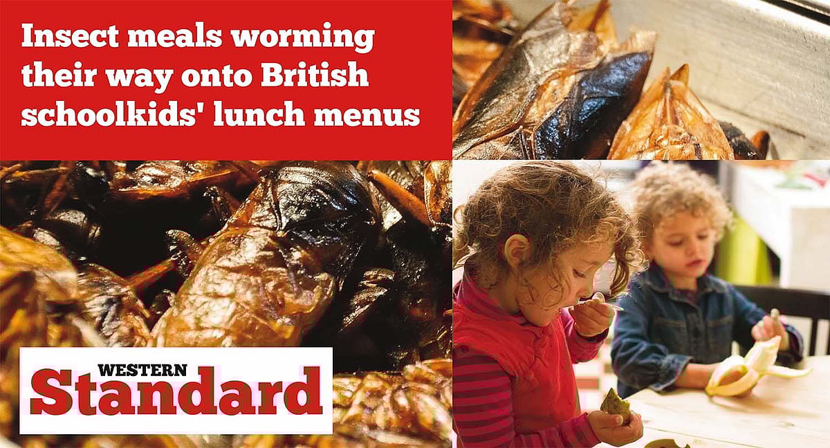 Insect meals worming their way onto British schoolkids' lunch menus