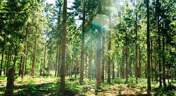 CARBON CAPTURE: National Resources Canada on track to plant two billion ...
