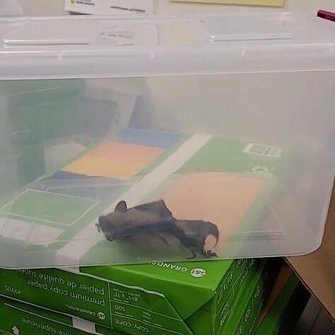 GOIN’ BATTY: Nurses capture winged creature in a Sask hospital ICU