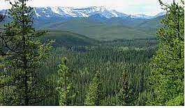 Trudeau’s ‘two billion trees’ program on track for 370 million trees