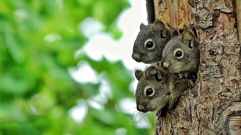 NUTTY: Squad of drug-sniffing squirrels training to join Chinese police ...