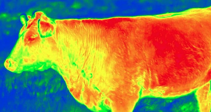 Edmonton tech firm creates 3D spectral views of cattle