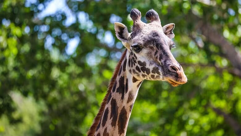 Calgary Zoo's beloved giraffe died in accident
