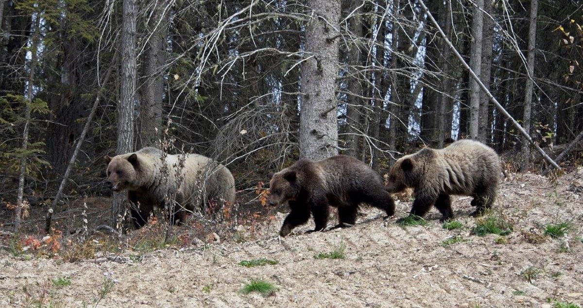 Two people killed in bear attack in Banff, grizzly euthanized