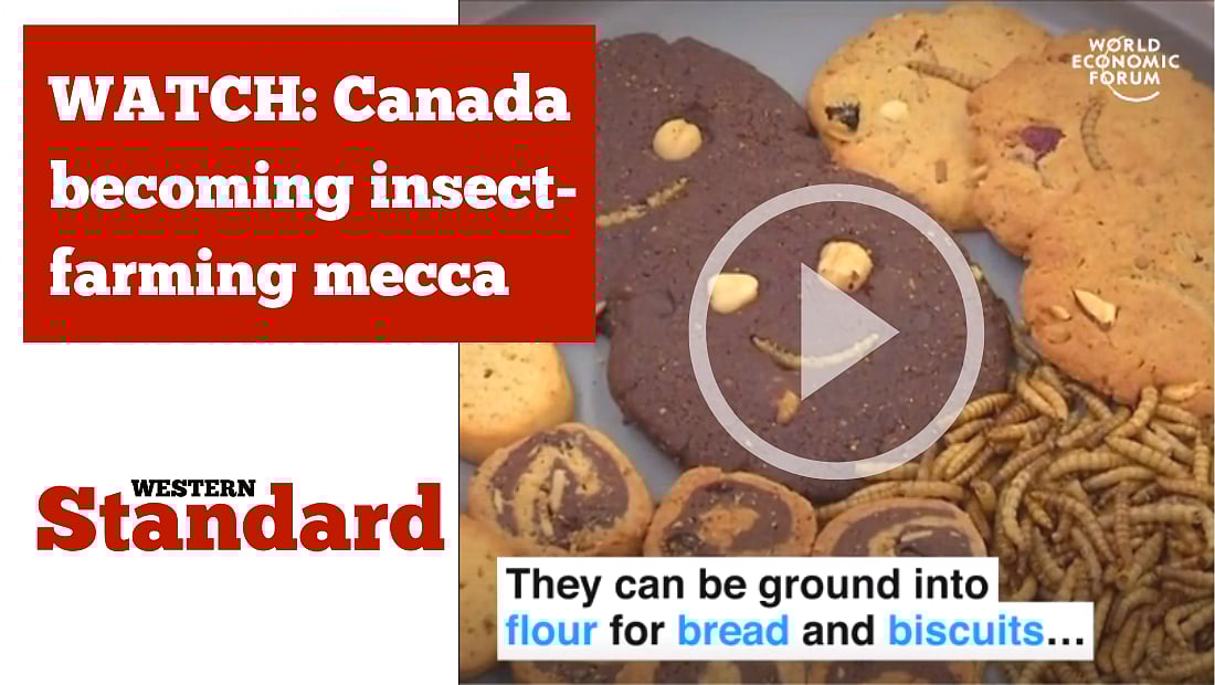 WATCH: Canada becoming insect-farming mecca
