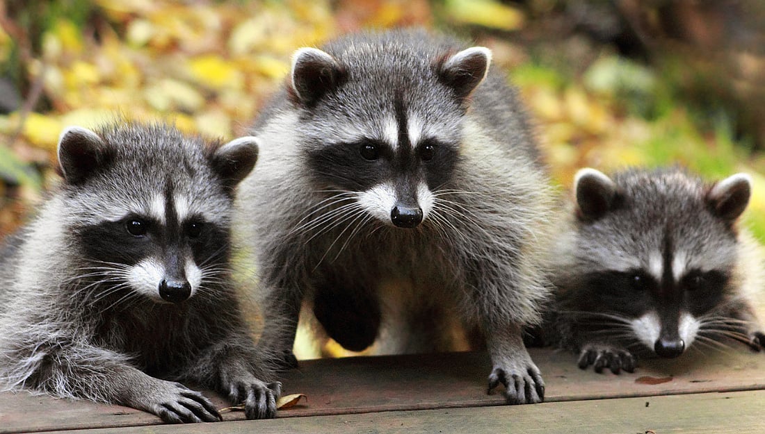 'Plague' of drunken raccoons raiding homes, killing pets in Germany