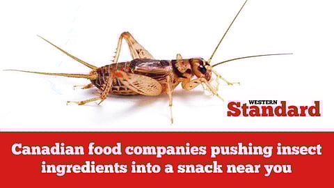 Canadian food companies pushing insect ingredients into a snack near you