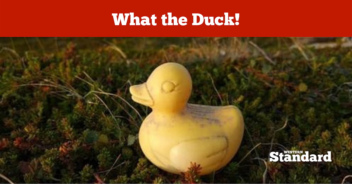 What the duck? Alberta rubber ducky washes ashore in Russia