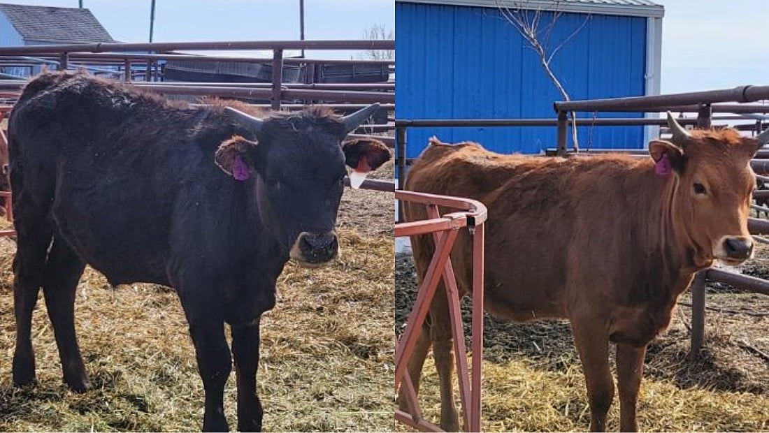 HOLY COW: Strathmore RCMP looking for rustled cattle