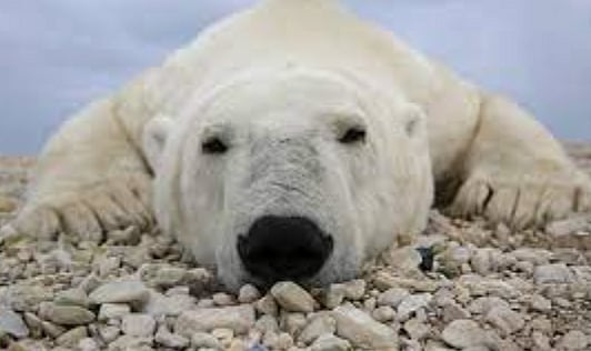 Wilder Institute/Calgary Zoo receives an additional $3 million donation ...