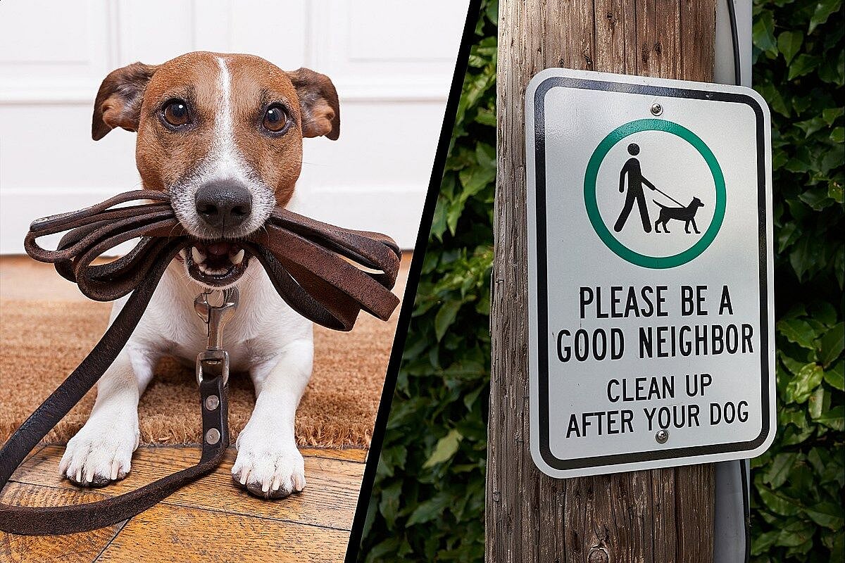 POOP, THERE IT IS: Calgary study by Italian researcher shows dog poop ...