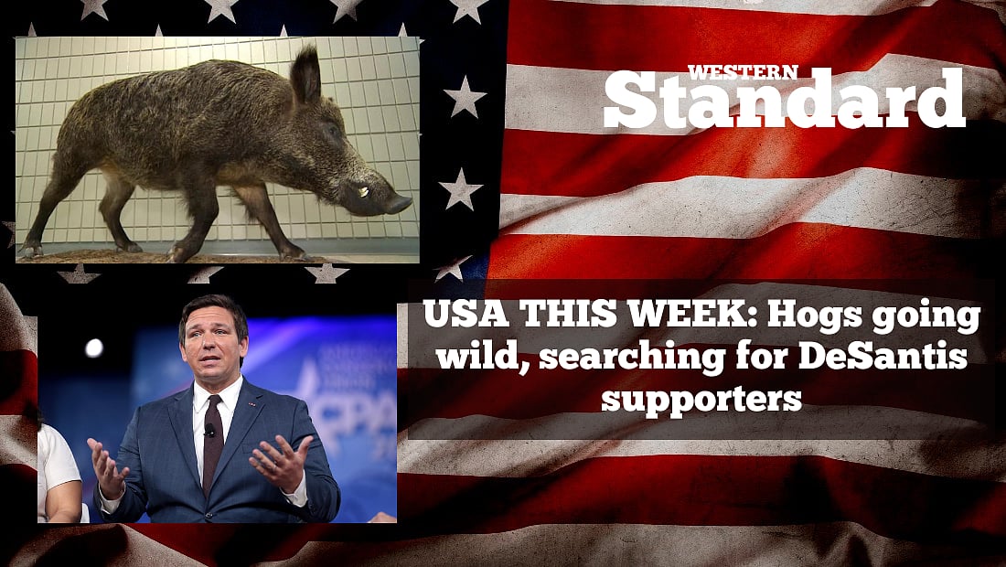 USA THIS WEEK: Hogs going wild, searching for DeSantis supporters