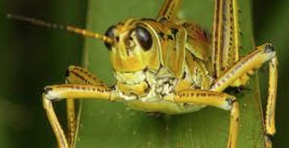 CRICKETS: Grasshopper season starts early due to dry spring