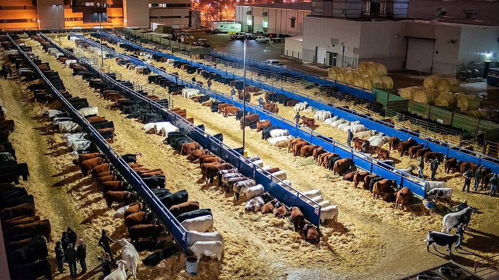 OPERATION M-OO-VE: Alberta livestock producers begin evacuation of farm ...