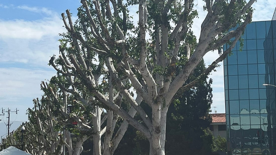 THROWING SHADE: Universal Pictures trims trees in area where striking ...