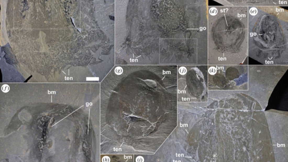 Oldest species of swimming jellyfish discovered in BC fossils