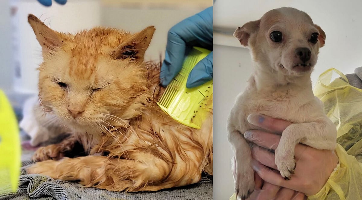 BC SPCA seizes 123 neglected animals from trailer, finds another 130 dead