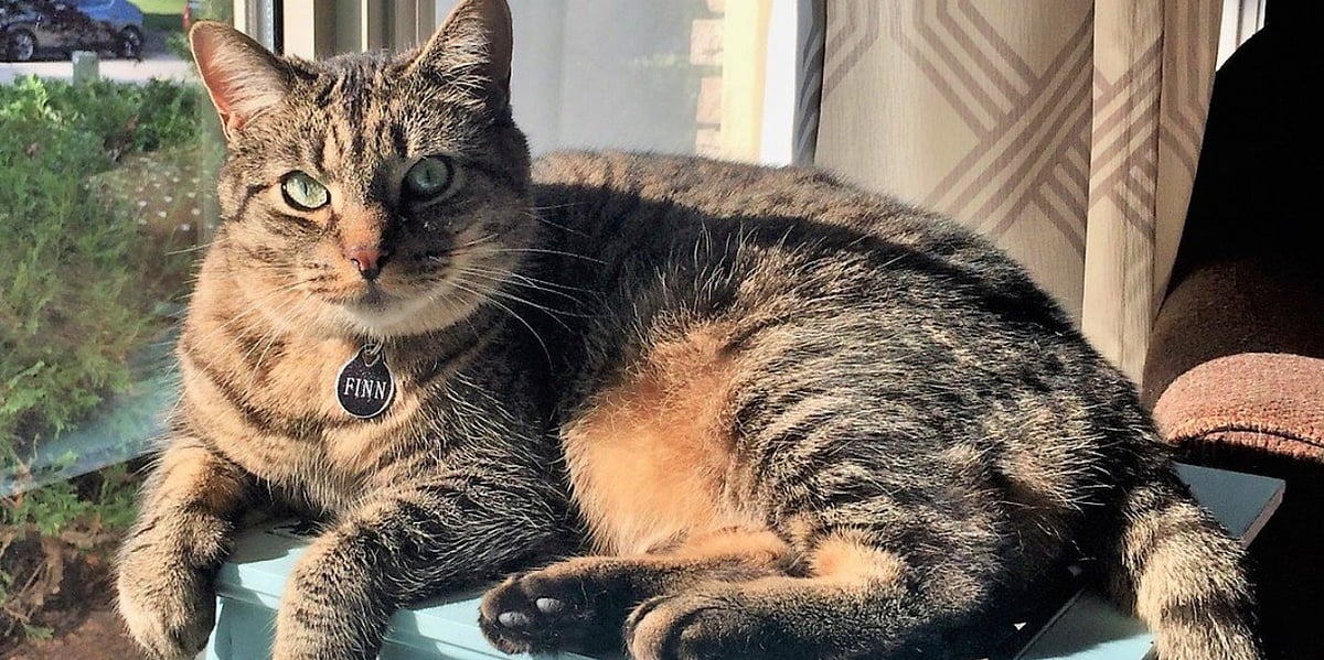 Study finds common house cat most lethal predators responsible for 17% ...