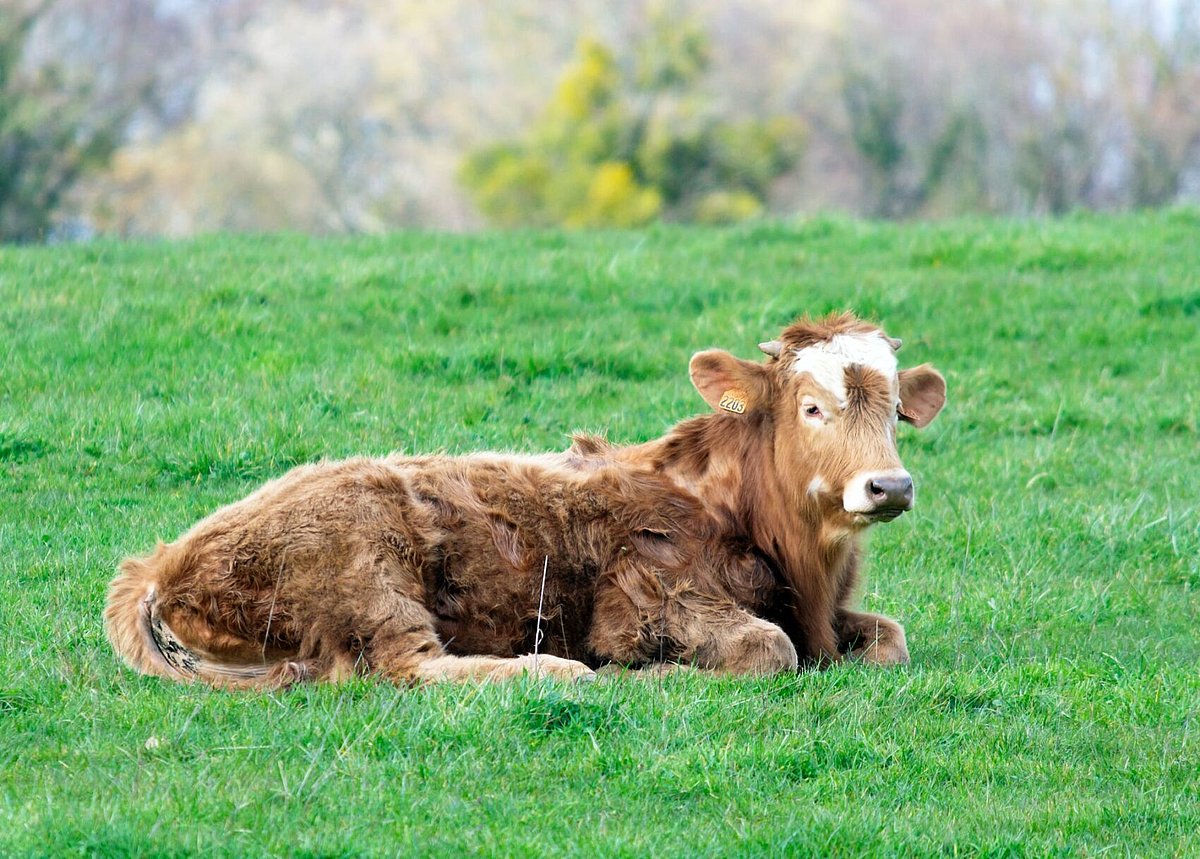 UK cows to stop burping and farting as part of climate change plan